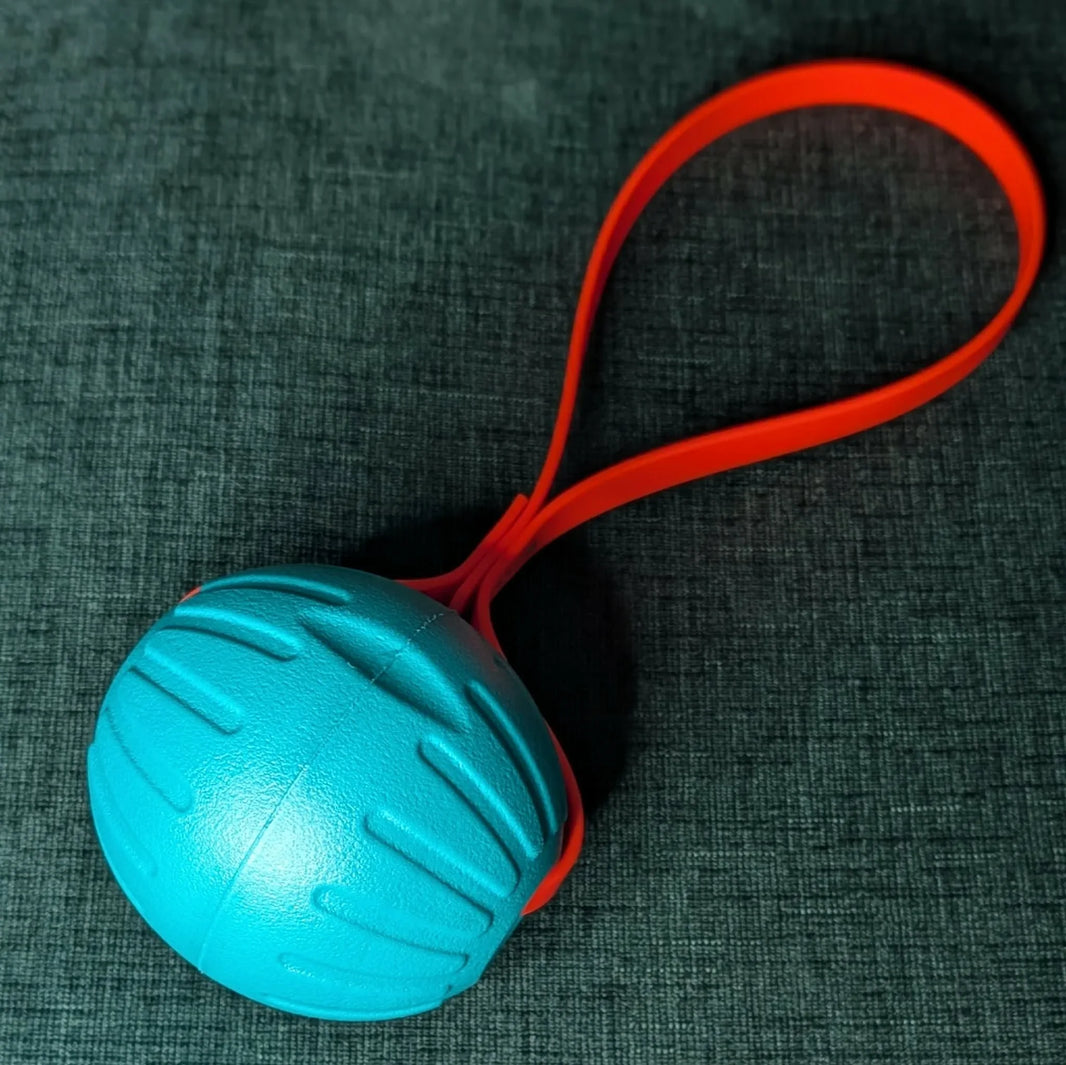 Ready to Ship Biothane Dog Training Gear – Outer Space Dog Gear