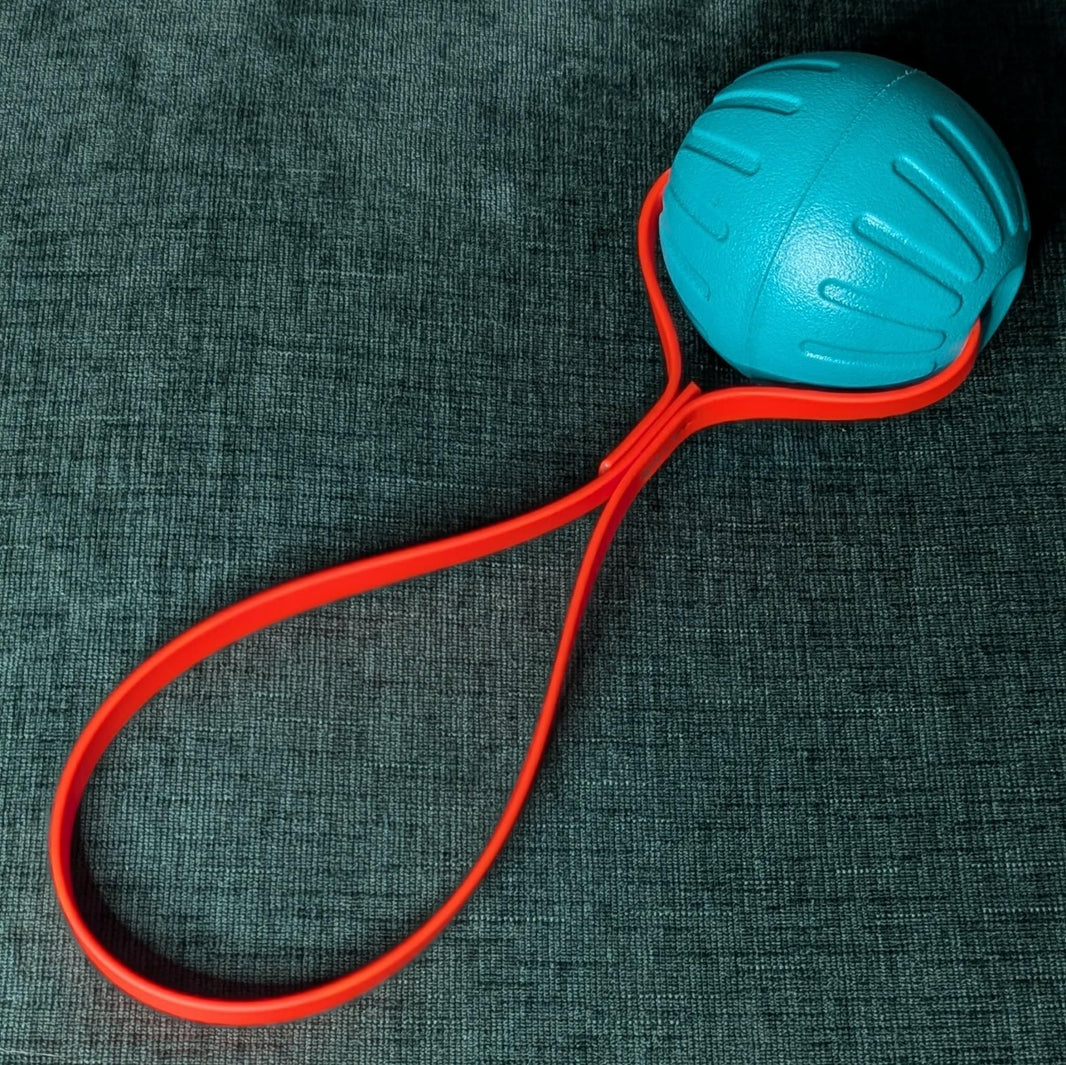 Ready to Ship Biothane Dog Training Gear – Outer Space Dog Gear